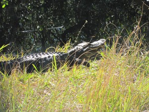 Alligator Alley – the Real One in Florida NeverStopTraveling