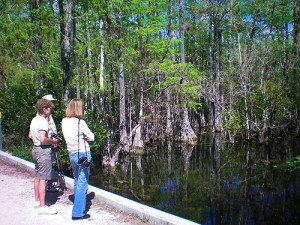 Alligator Alley – the Real One in Florida NeverStopTraveling